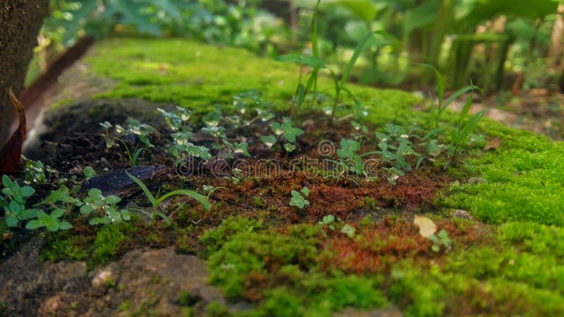 Green Moss in Rainy Season and Moist Soil Stock Image - Image of moss ...