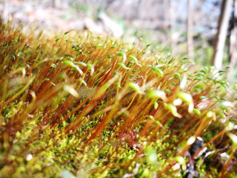 Moss on an old stem stock photo. Image of colored, autumn - 133575150