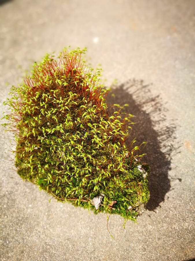 Green moss with red stem stock photo. Image of density - 111777396