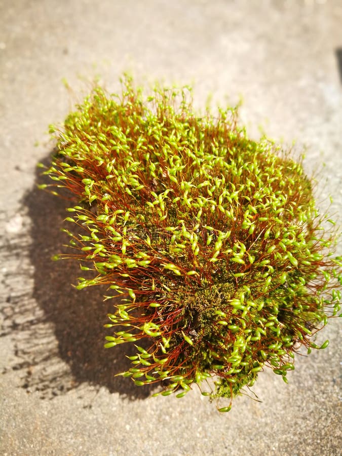 Green moss with red stem stock image. Image of moss - 111778317