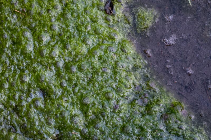 Moss on the Road Textured Background Nature Background Wallpaper, Stock ...