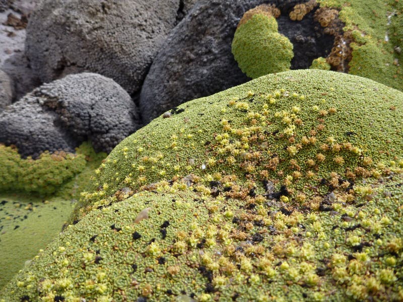 Desert moss Salar de Uyuni stock photo. Image of deposit - 83560