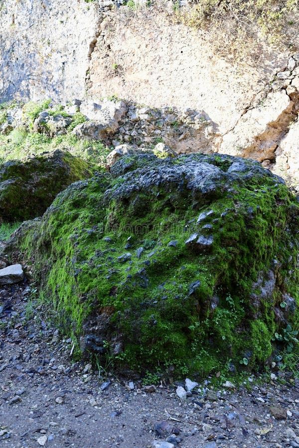 Moss on the rock stock photo. Image of ecology, moss - 74297958
