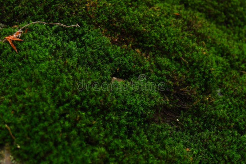 Green Moss on the Rock, Moss on Natural Pathway Stock Image - Image of ...