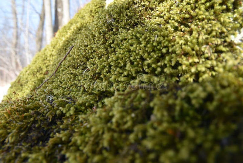 Green moss on rock stock image. Image of pucture, rock - 136127263