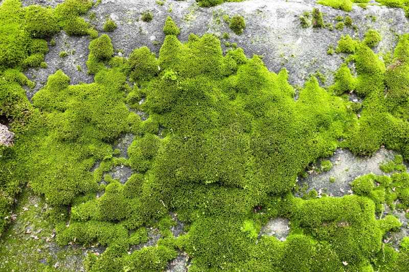 Green Moss on a Rock Texture Background Stock Image - Image of ...