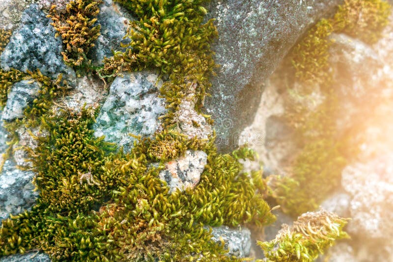 Green Moss on the Rocks Closeup, Sunlight Stock Image - Image of nature ...