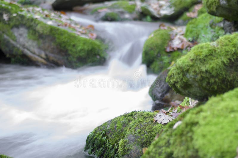 Green Moss on Rocks Next To a Fast-flowing River in a Mountain ...