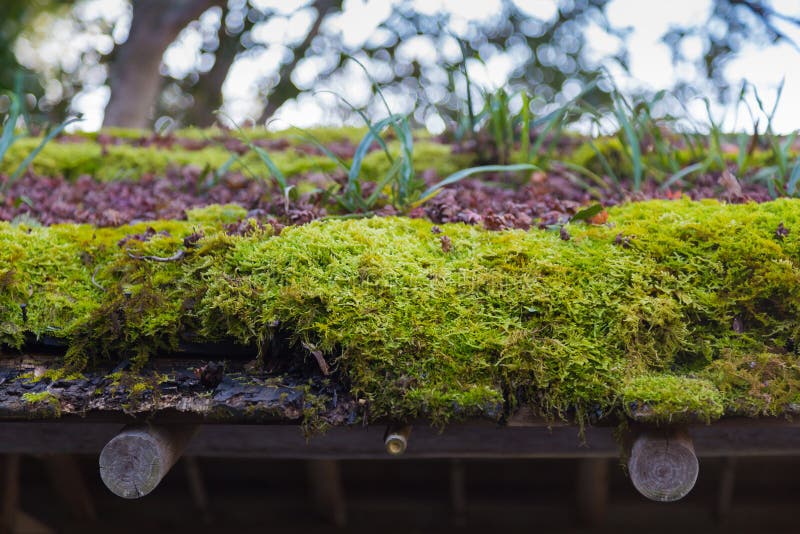 Green moss roof stock image. Image of plant, textured - 84513027