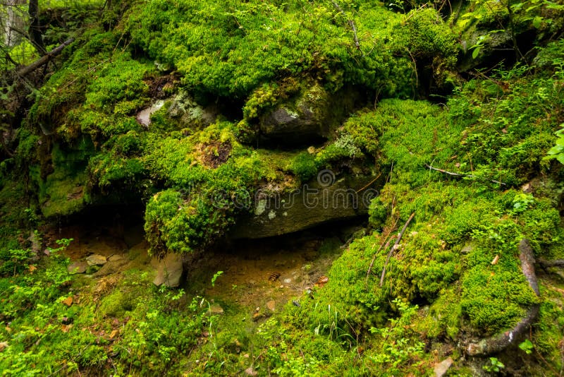 Moss on Roots in Pine Forest Stock Photo - Image of leaves, natural ...