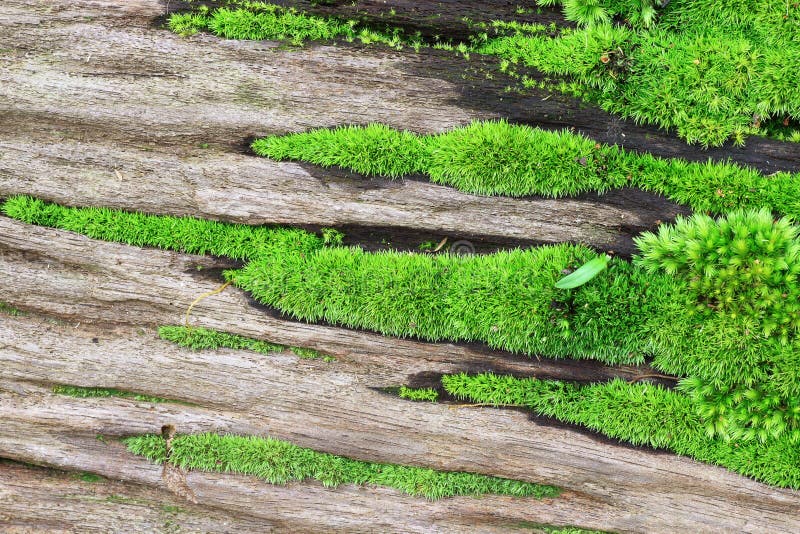 Green Moss with Roots from Trees Stock Photo - Image of flora, calm ...