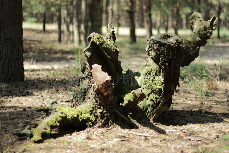 Green Moss on Rotten Tree Branch Stock Photo - Image of wood, tree ...