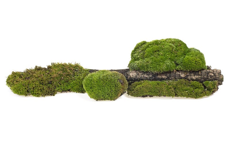 Green Moss on Rotten Tree Branch Isolated on White Background Stock ...