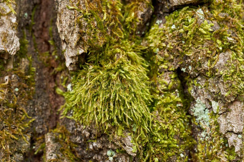 Green Moss on Rough Tree Bark Stock Photo - Image of woodland ...