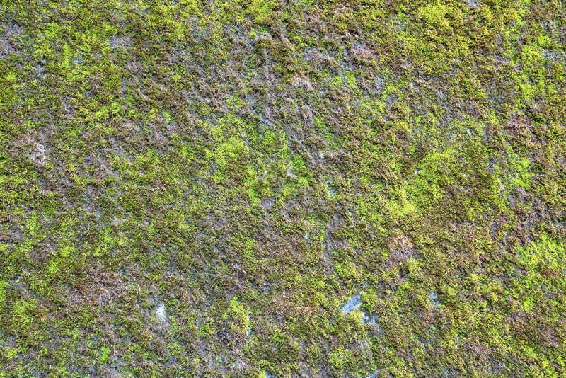 Green Moss stock image. Image of growth, damp, fungus - 34154761