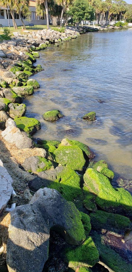 Green Moss on Shore Rocks stock image. Image of shore - 165480703