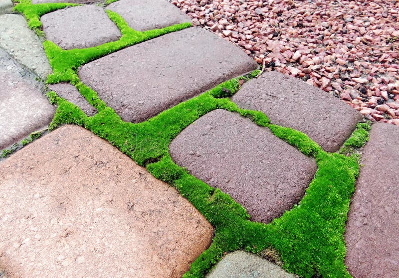 Green moss on the sidewalk stock photo. Image of detail - 106487052