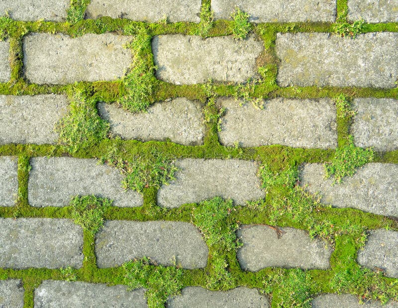 Green moss on the sidewalk stock photo. Image of detail - 106487052
