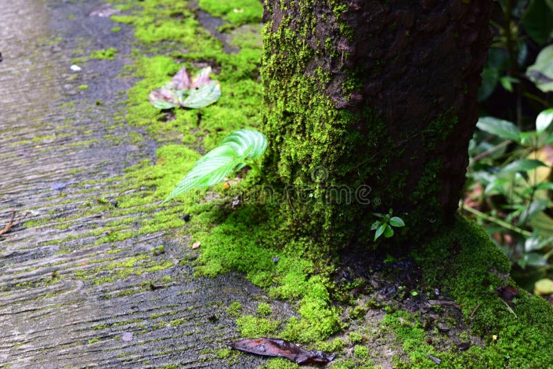 Green Moss and Small Plants Under a Tree Stock Photo - Image of path ...