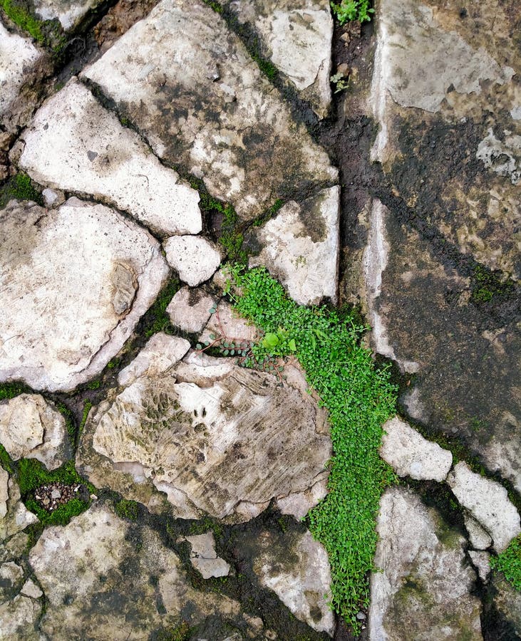 Green moss and small vines stock photo. Image of branch - 258610734