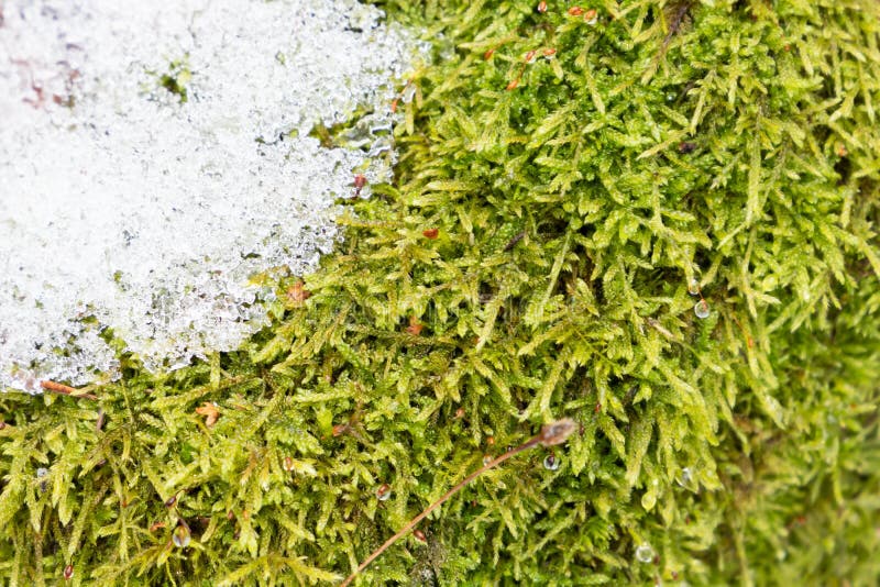 Green Moss with Snow on it, Close Up Photo Stock Photo - Image of ...