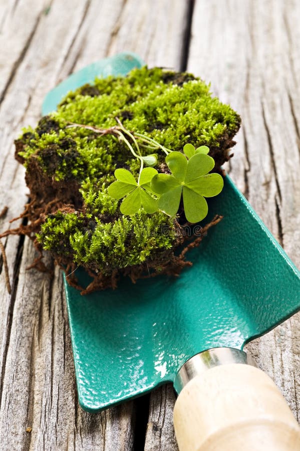 Green moss on a spade stock image. Image of fresh, outdoor - 19850261