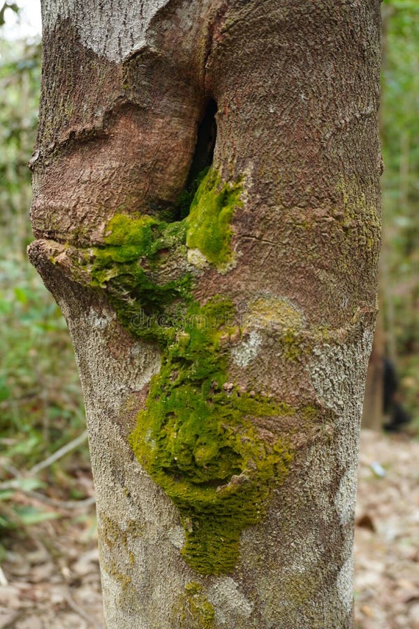 Green Moss Spreads on Tree Trunks in Tropical Forests Stock Photo ...
