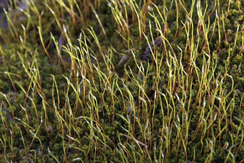 Green moss stock photo. Image of swamp, spring, moss - 176284752