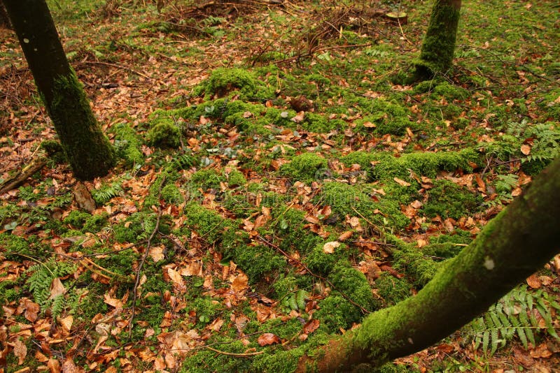 Moss on stems stock photo. Image of nature, humidity - 112357966
