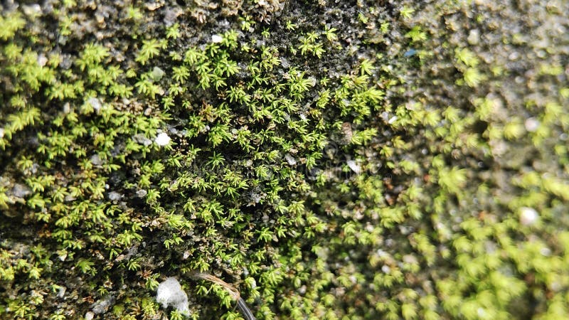 Green Moss that Sticks To the Damp Wall Surface Stock Image - Image of ...
