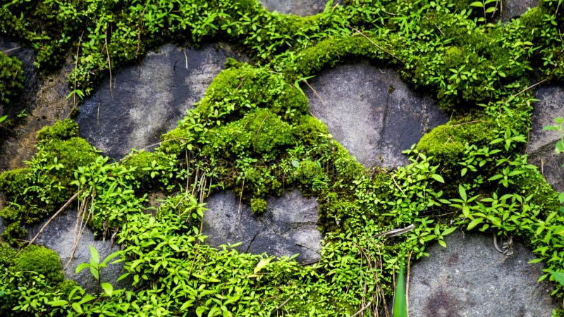 Green Moss Sticks To the Stone Walls To Form Certain Patterns Stock ...