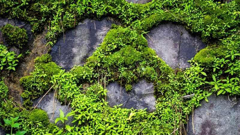 Green Moss Sticks To the Stone Walls To Form Certain Patterns Stock ...