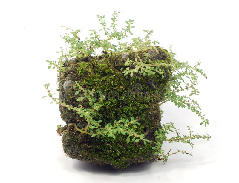 Green Moss on Stone, Isolated on White Background Stock Photo - Image ...