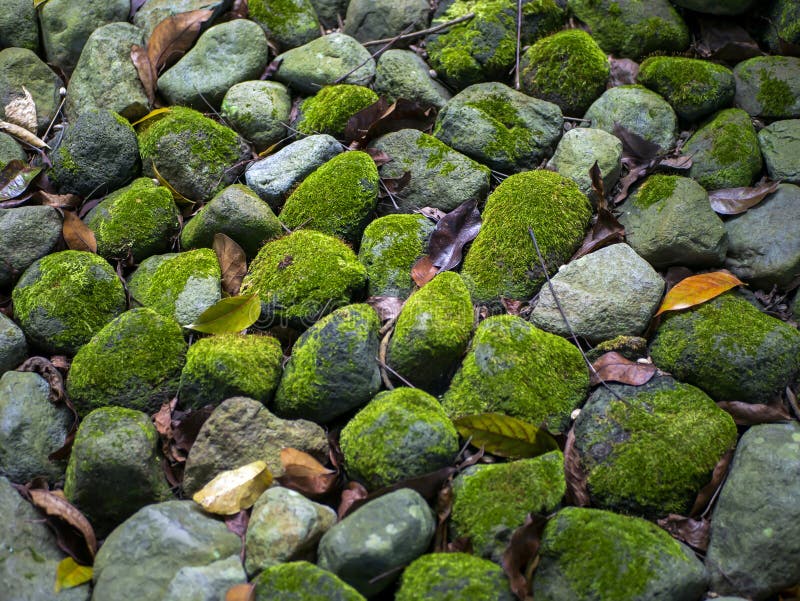Green Moss on the Stone for Natural Computer Background and Wallpaper ...