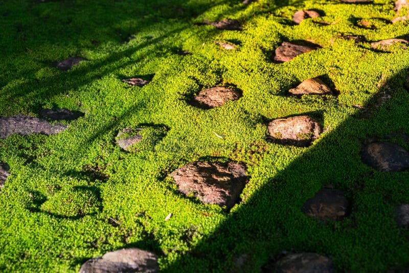 Green moss on stone. stock image. Image of rough, moss - 93098255
