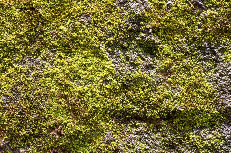 Green Moss on the Stone in Shallow Focus. Computer Background Stock ...