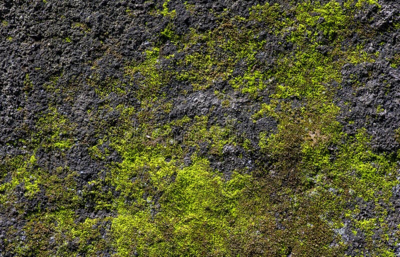 Green Moss on the Stone in Shallow Focus. Computer Background and ...
