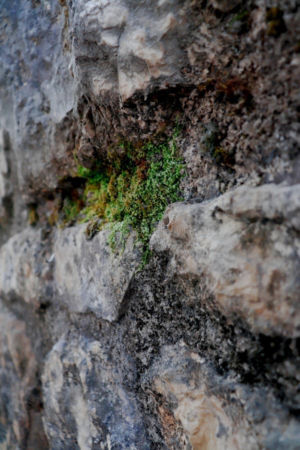 Green Moss on a Stone Wall, Backgrounds Stock Image - Image of wildlife ...