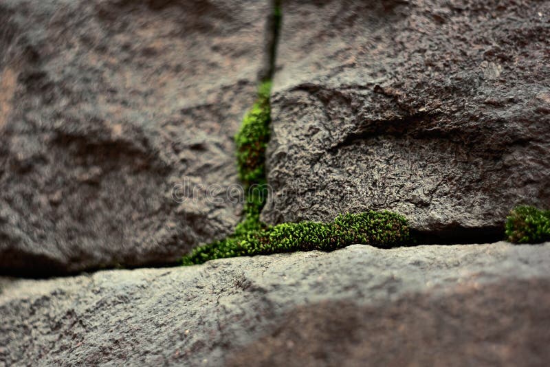 Green moss on a stone wall stock photo. Image of grass - 102810374