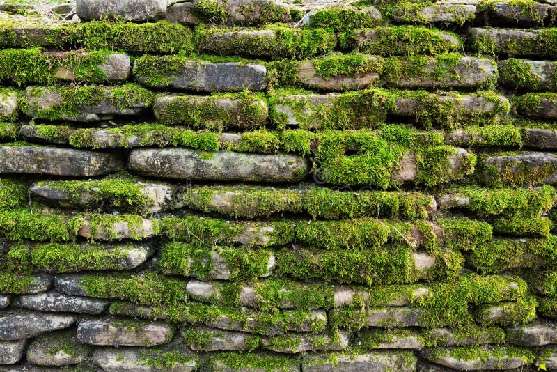 Green moss on stone wall stock image. Image of lichen - 68914111