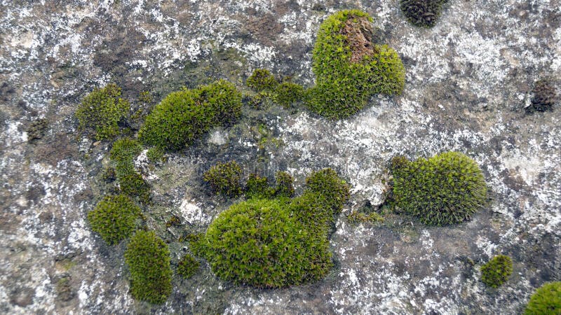 Moss on old stone stock photo. Image of green, antique - 172324248