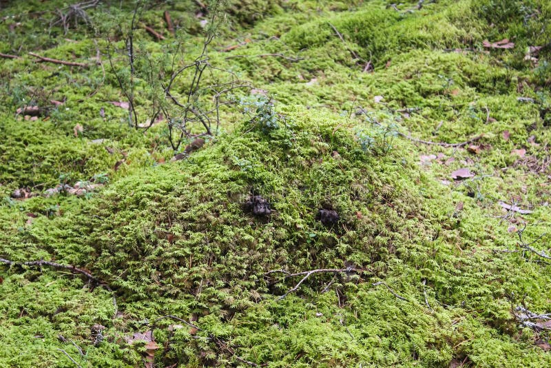 Green Moss in a Summer Forest. Stock Photo - Image of closeup, plant ...