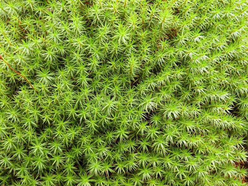 Green moss stock photo. Image of vivid, summer, nature - 16339538