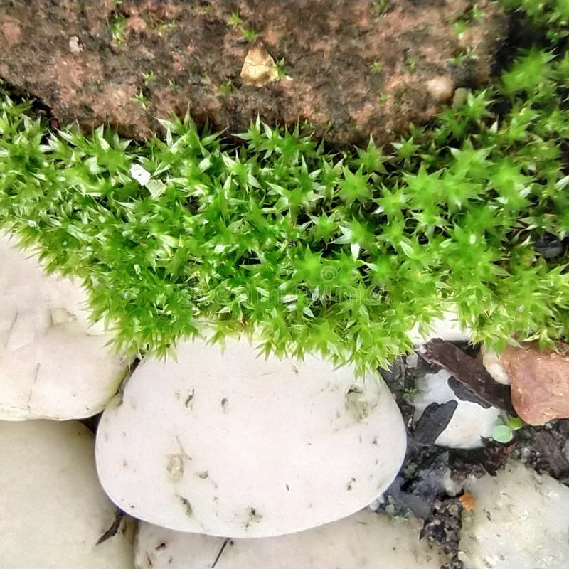 Green Moss Surround the Cement Sheet Stock Image - Image of surround ...