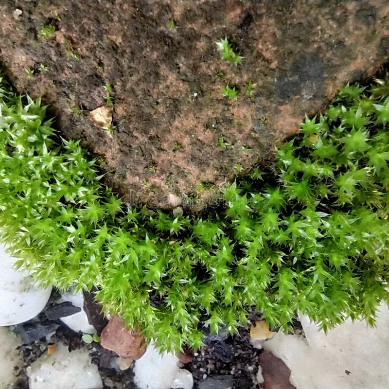 Green Moss Surround the Cement Sheet Stock Image - Image of soft, clear ...