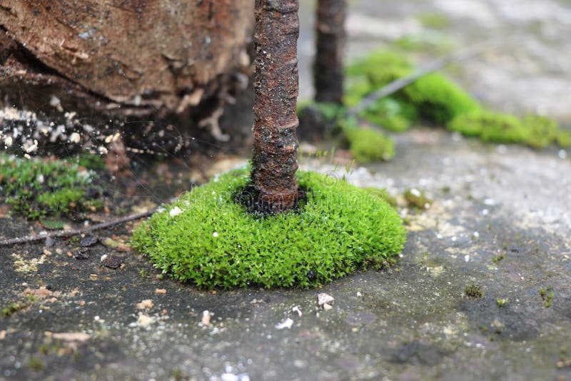 Green Moss Surrounded on Rusty Iron Rod Stock Photo - Image of wood ...