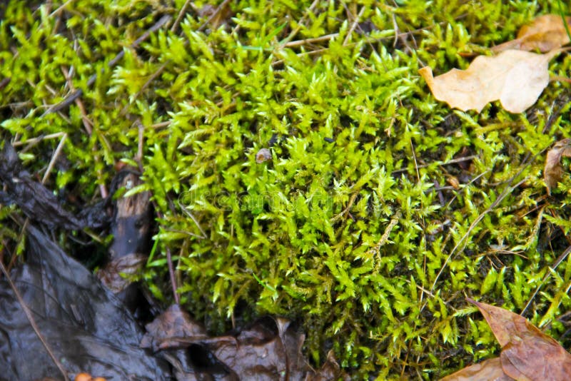 Green moss in swamp stock photo. Image of moss, organic - 192770036