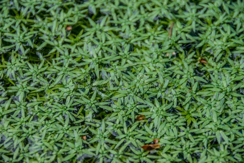 Green moss in the swamp stock image. Image of herbal - 147515749