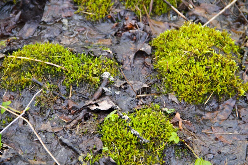 Swamp plants moss stock image. Image of design, flora - 140452665