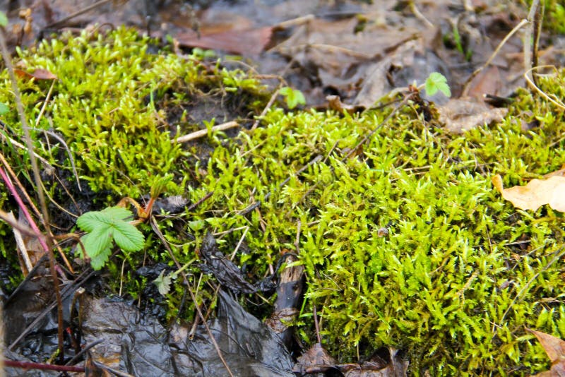 Green Moss Growing on Fallen Tree Trunk in Forest Stock Photo - Image ...